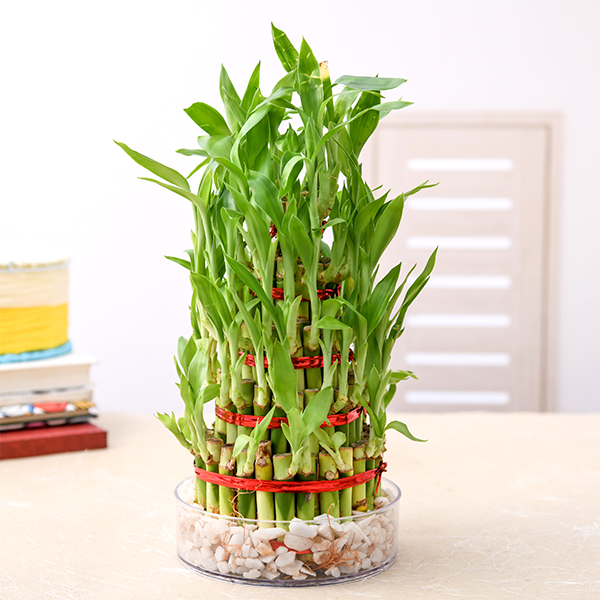 5 Layer Lucky Bamboo - Mehman Gifting